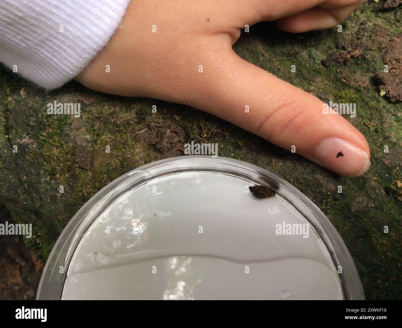 Acute Bladder Snail (Physella acuta) Mollusca Stock Photo - Alamy
