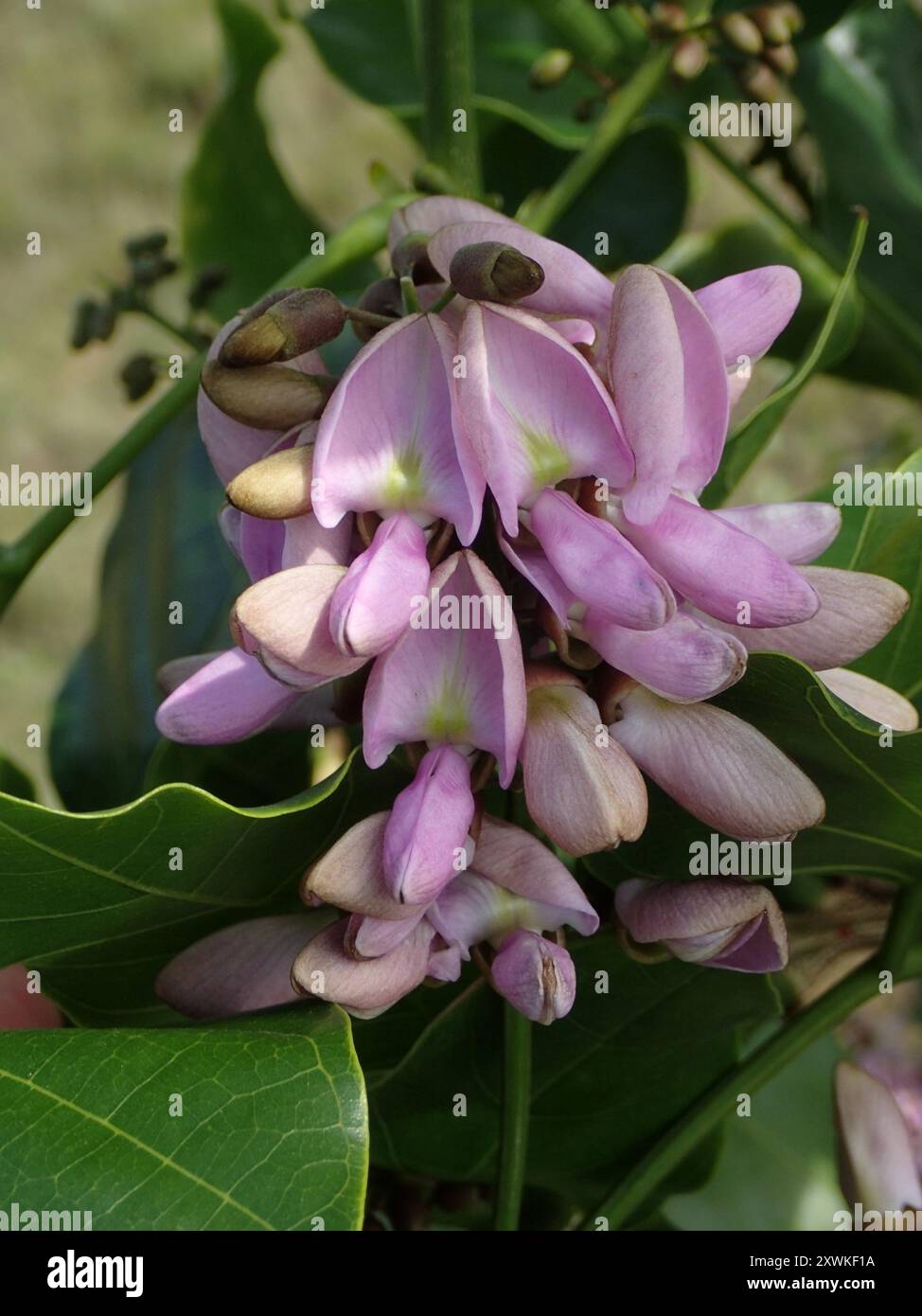 Indian beech tree (Millettia pinnata) Plantae Stock Photo - Alamy