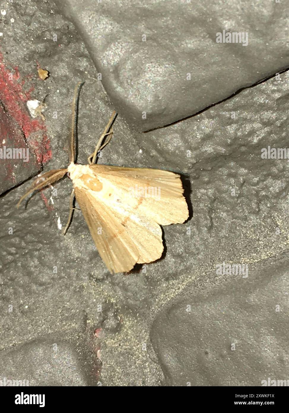 Geometer Moths (Geometridae) Insecta Stock Photo - Alamy
