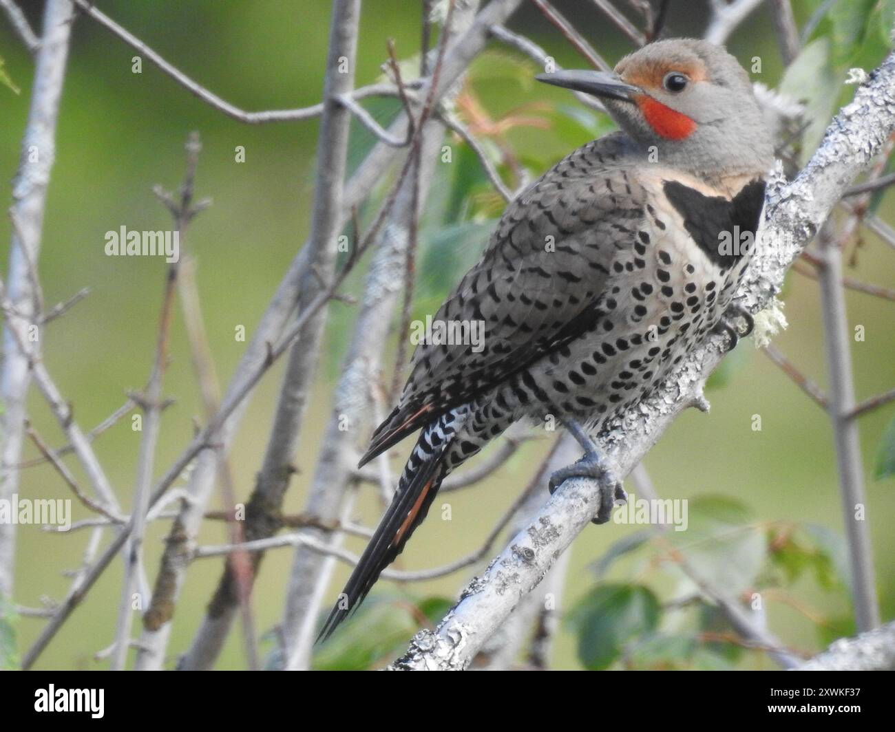 Northern Flicker (Colaptes auratus) Aves Stock Photo - Alamy