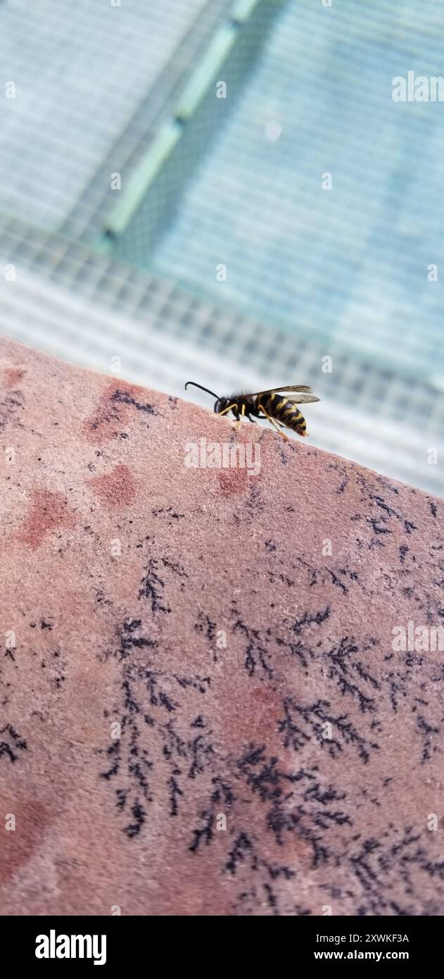 Alaska Yellowjacket (Vespula alascensis) Insecta Stock Photo - Alamy