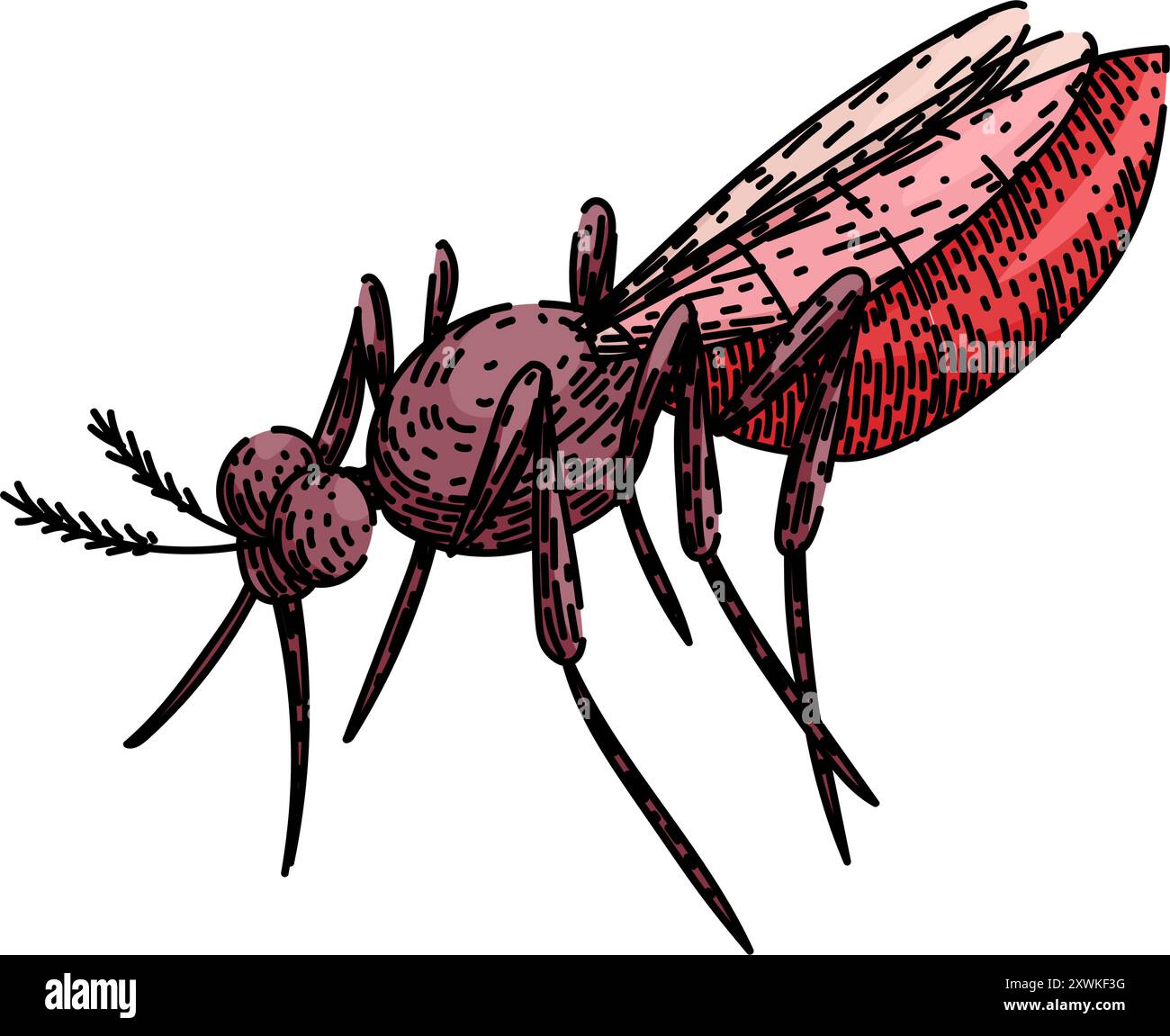 bite mosquito sketch hand drawn vector Stock Vector Image & Art - Alamy