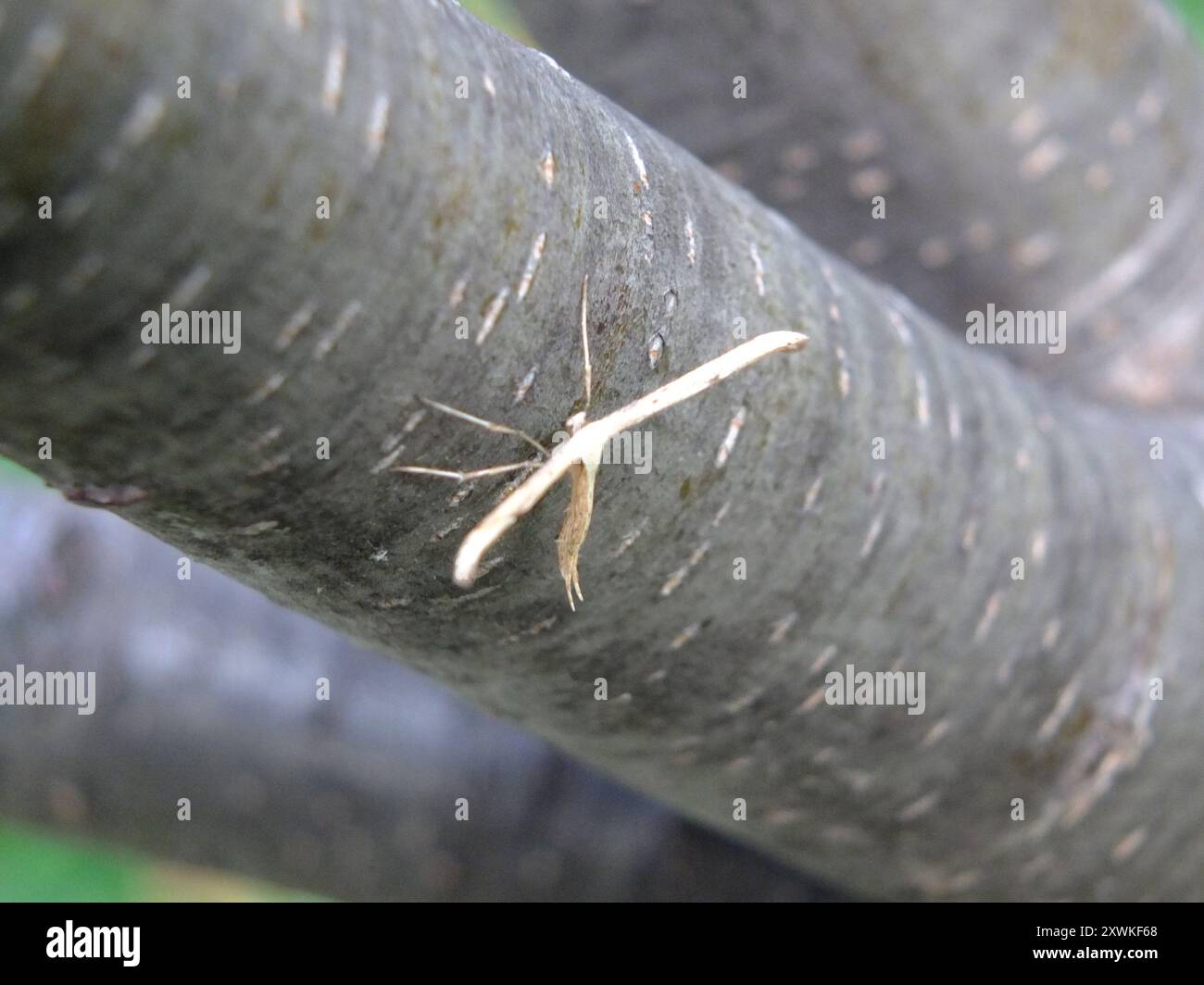Morning-glory Plume Moth (Emmelina monodactyla) Insecta Stock Photo - Alamy