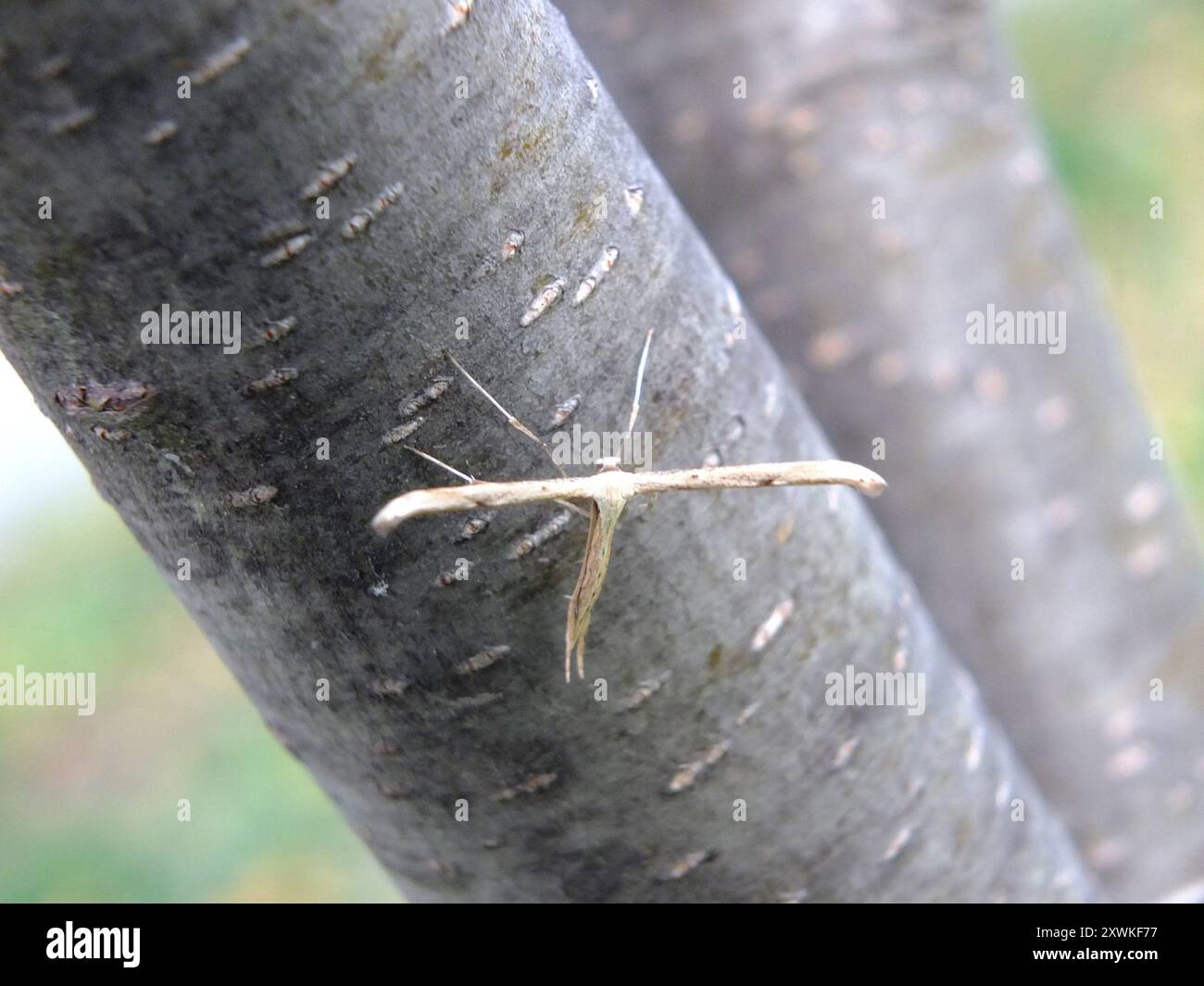 Morning-glory Plume Moth (Emmelina monodactyla) Insecta Stock Photo - Alamy