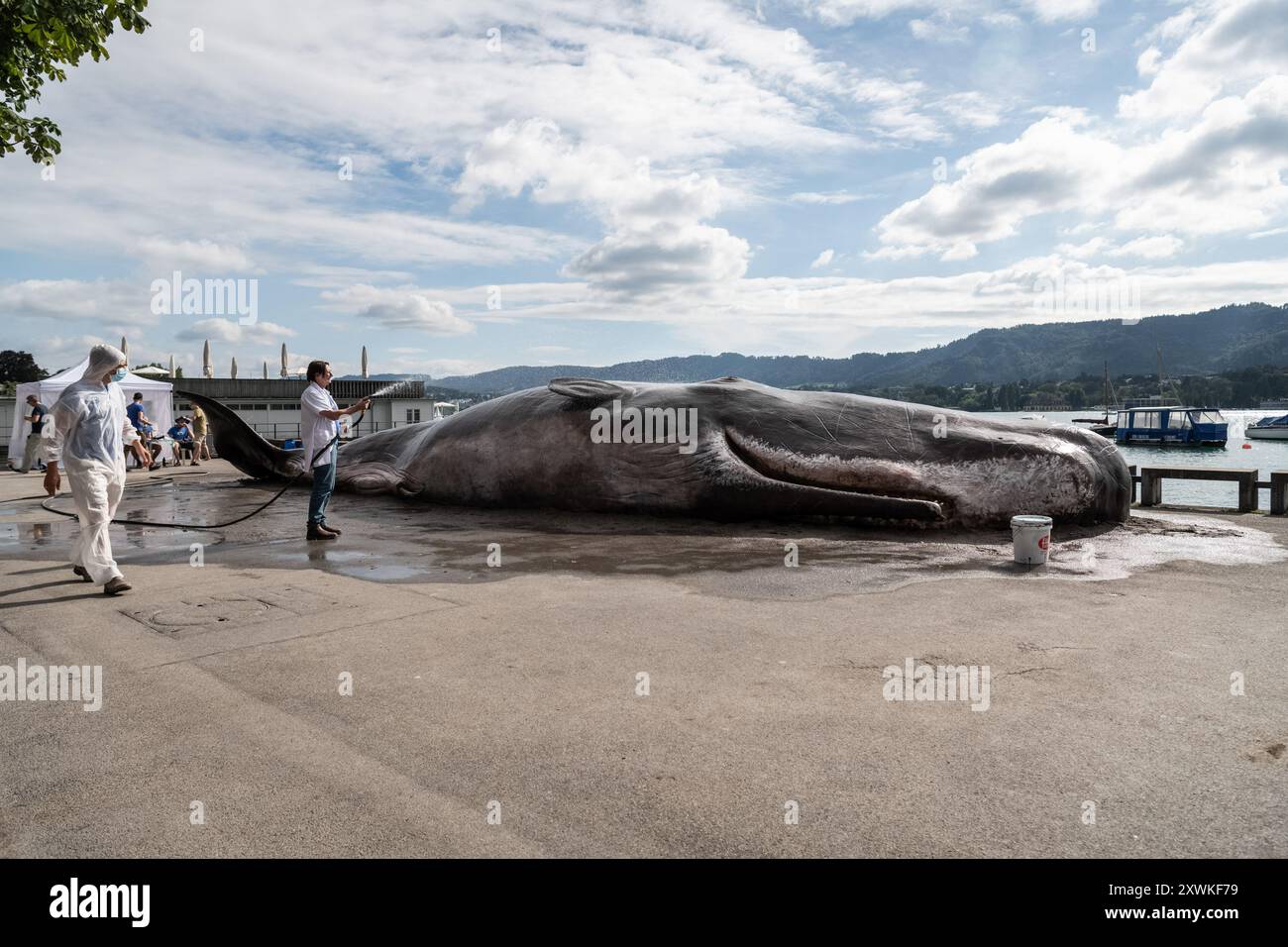 An actor in a forensic dress seen watering a stranded whale. As part of ...