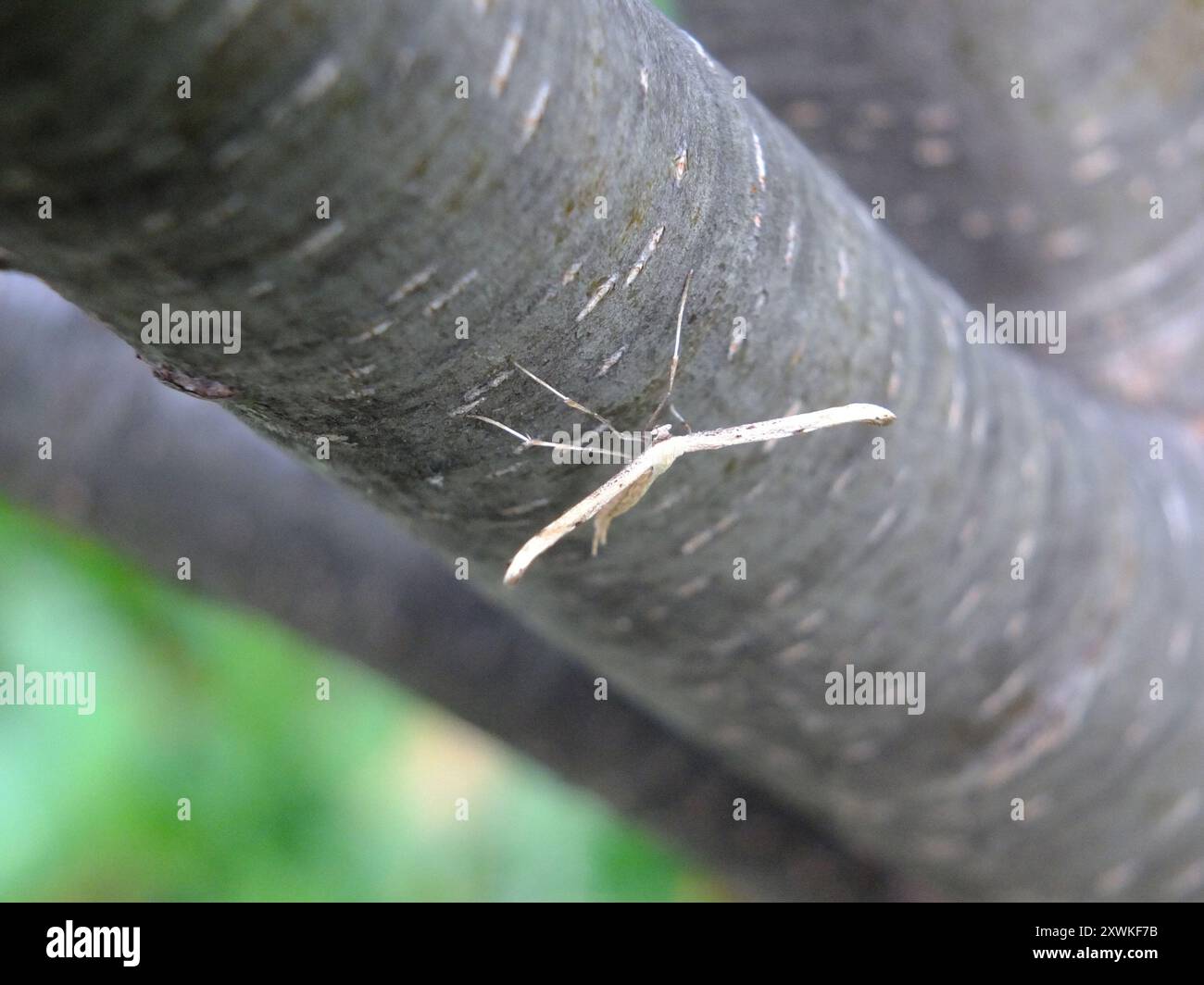 Morning-glory Plume Moth (Emmelina monodactyla) Insecta Stock Photo - Alamy