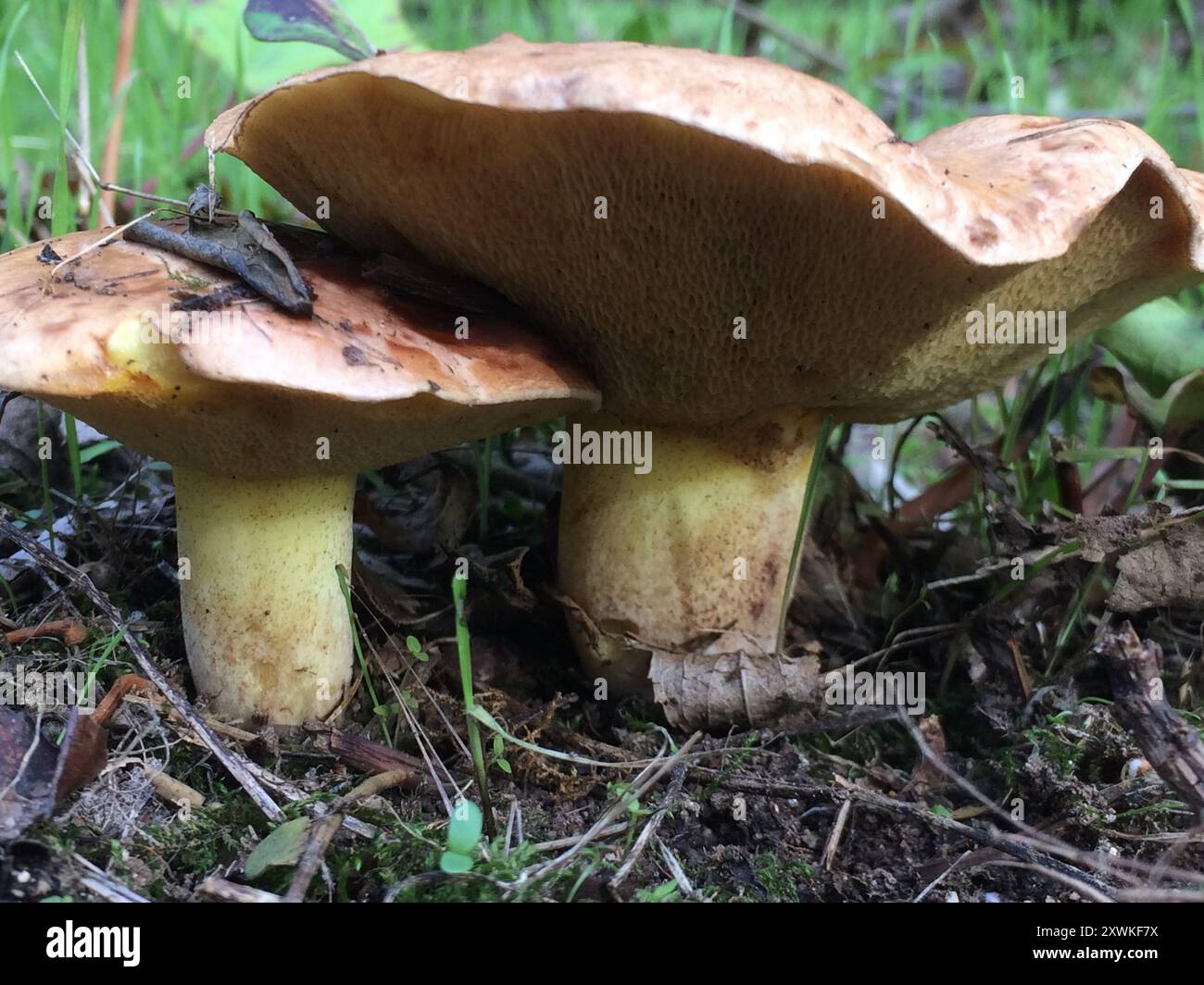 Dotted-stalked Suillus (Suillus granulatus) Fungi Stock Photo - Alamy