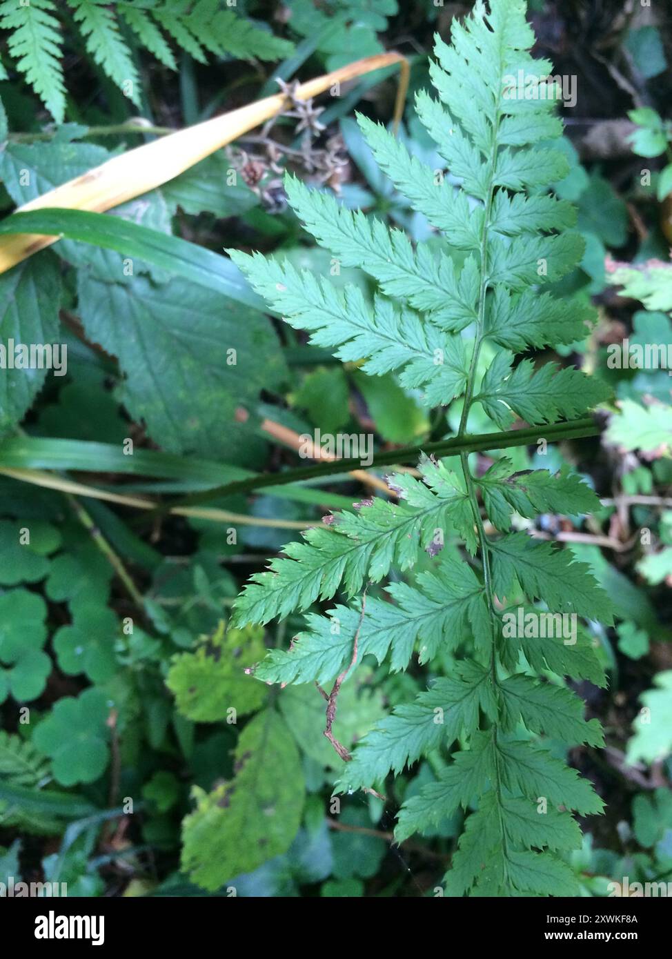 spinulose wood fern (Dryopteris carthusiana) Plantae Stock Photo - Alamy