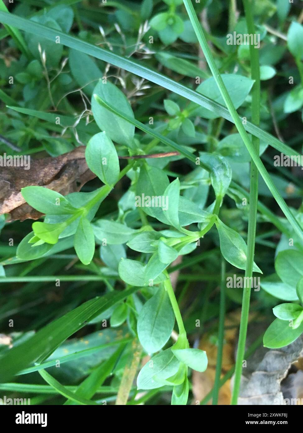 Three-nerved Sandwort (Moehringia trinervia) Plantae Stock Photo - Alamy