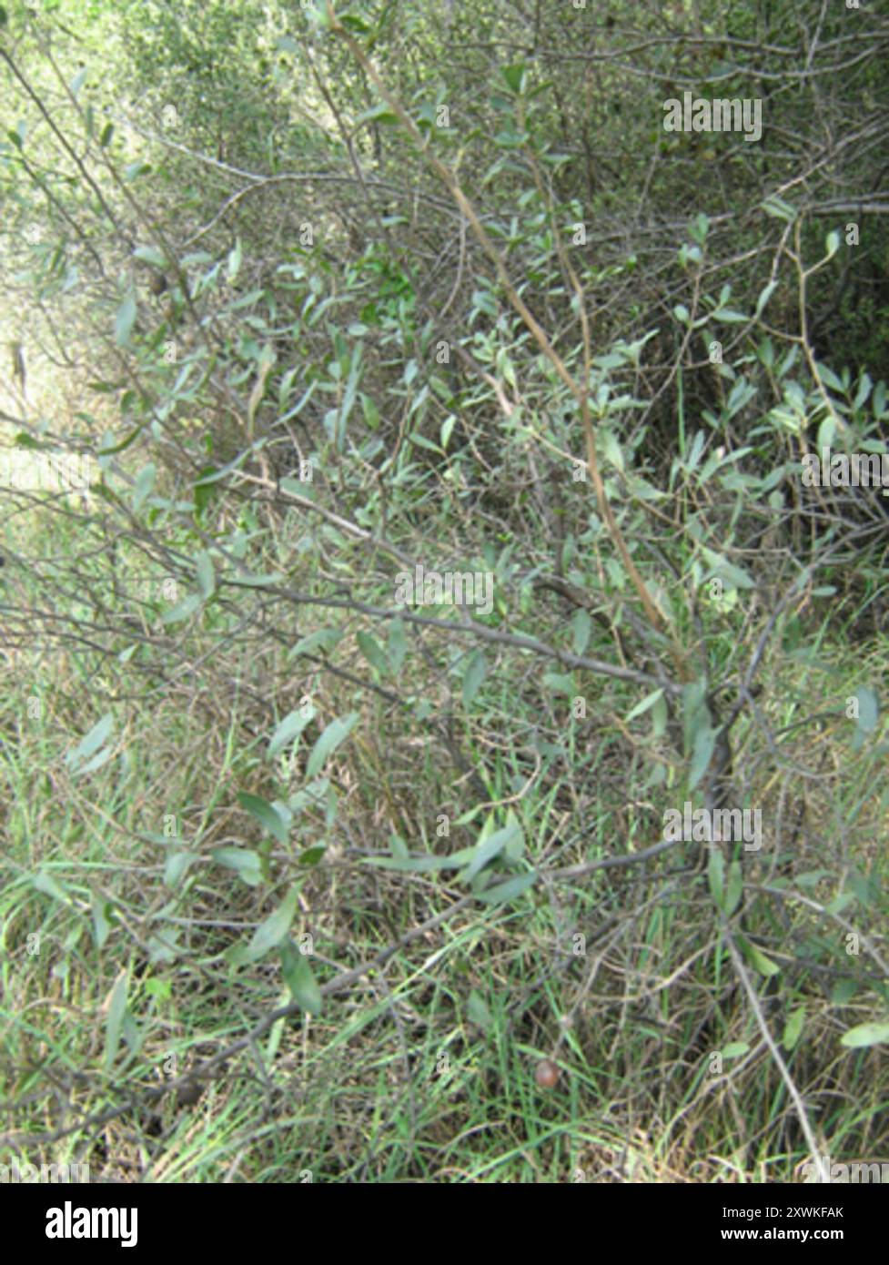 Bluebush (Diospyros lycioides) Plantae Stock Photo - Alamy