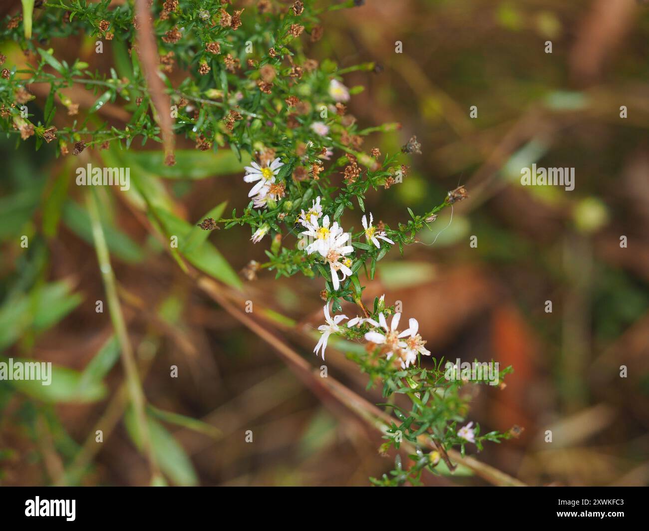 hairy white oldfield aster (Symphyotrichum pilosum) Plantae Stock Photo - Alamy