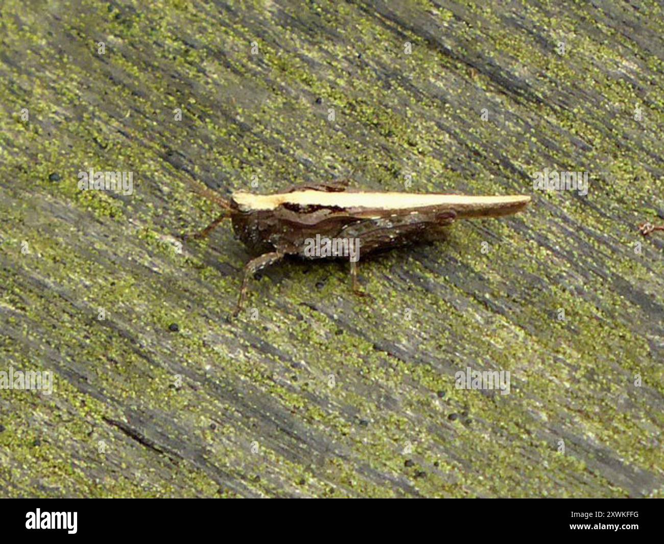 Slender Groundhopper (Tetrix subulata) Insecta Stock Photo - Alamy