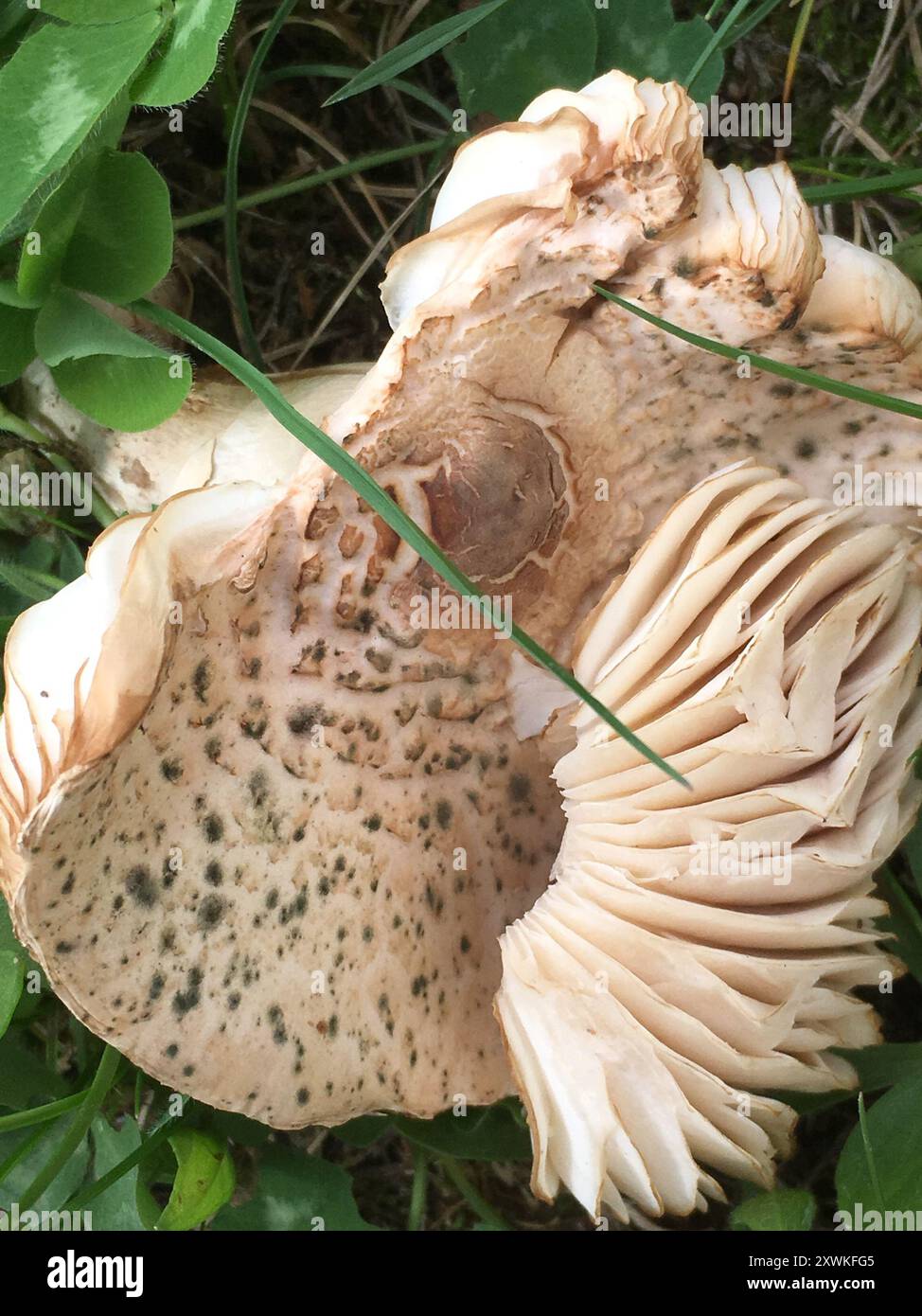 Trainwrecker (Neolentinus lepideus) Fungi Stock Photo - Alamy