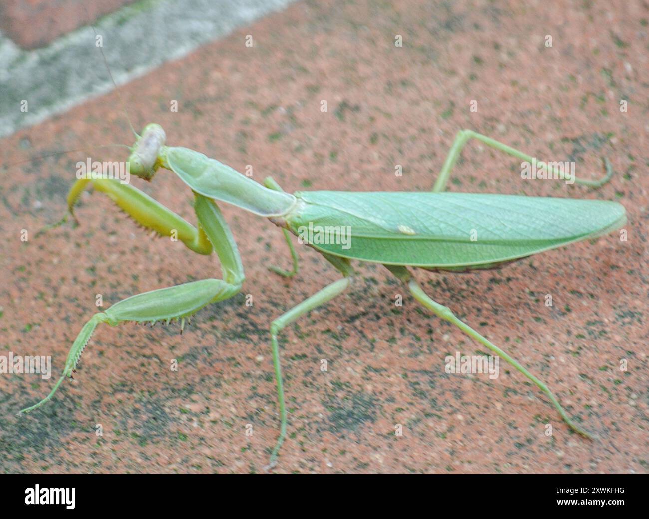 Transcaucasian Giant Mantis (Hierodula transcaucasica) Insecta Stock ...