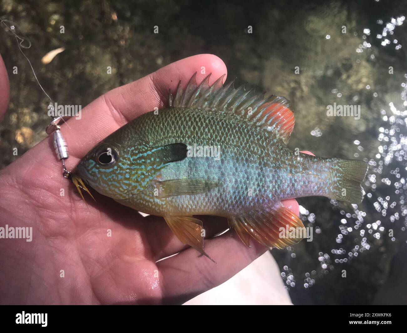 Longear Sunfish Complex (Lepomis megalotis) Actinopterygii Stock Photo ...