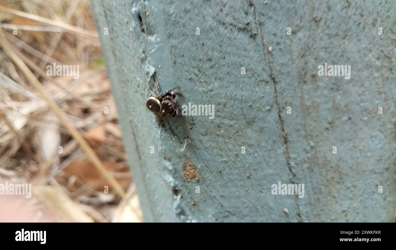 Ant-eater Jumping Spider (Zenodorus orbiculatus) Arachnida Stock Photo ...
