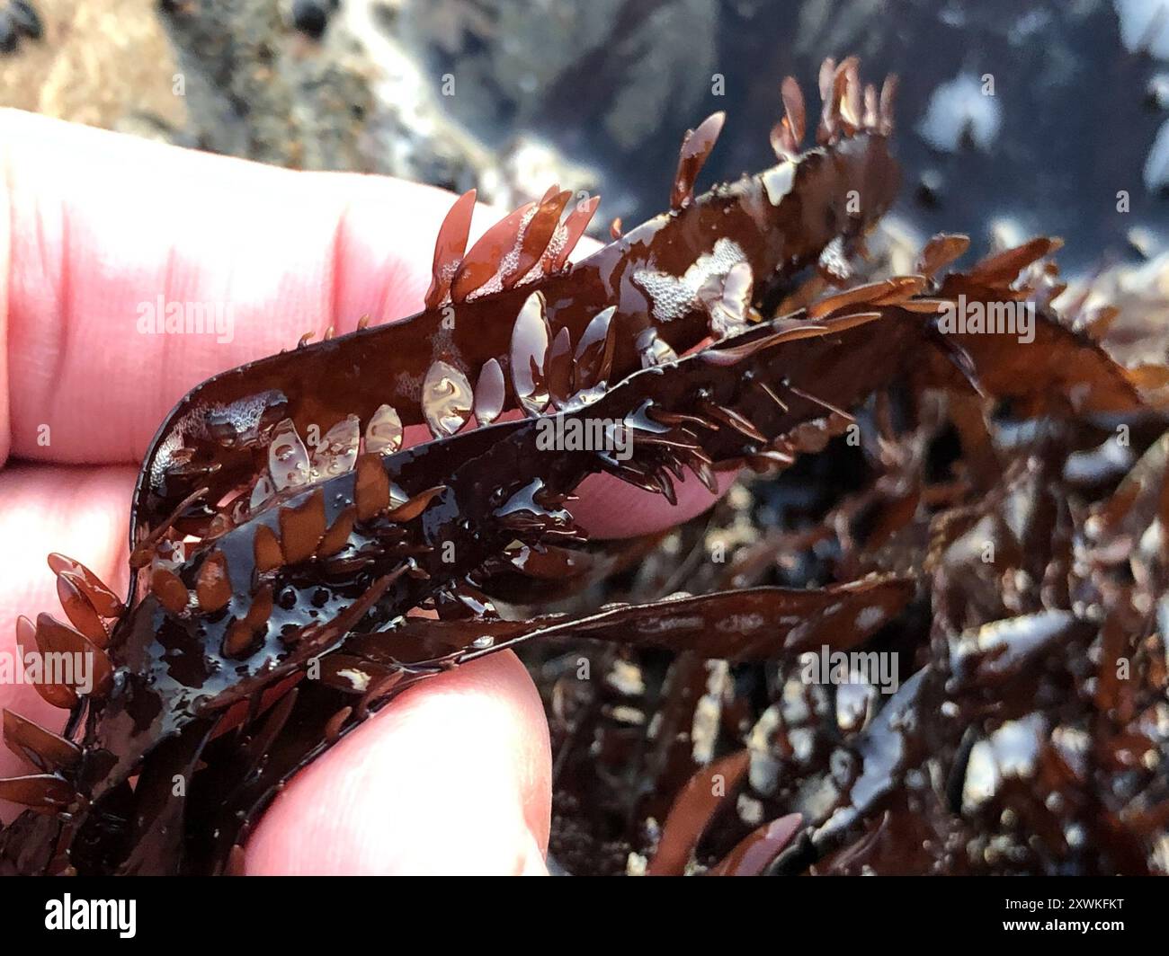 (Prionitis lanceolata) Plantae Stock Photo - Alamy