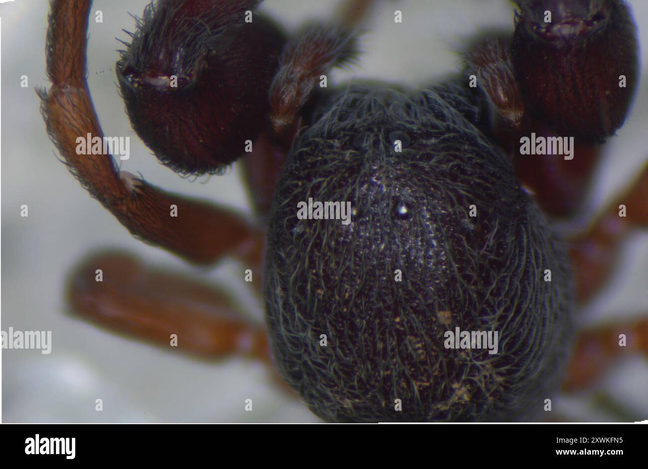 Palp footed spider hi-res stock photography and images - Alamy