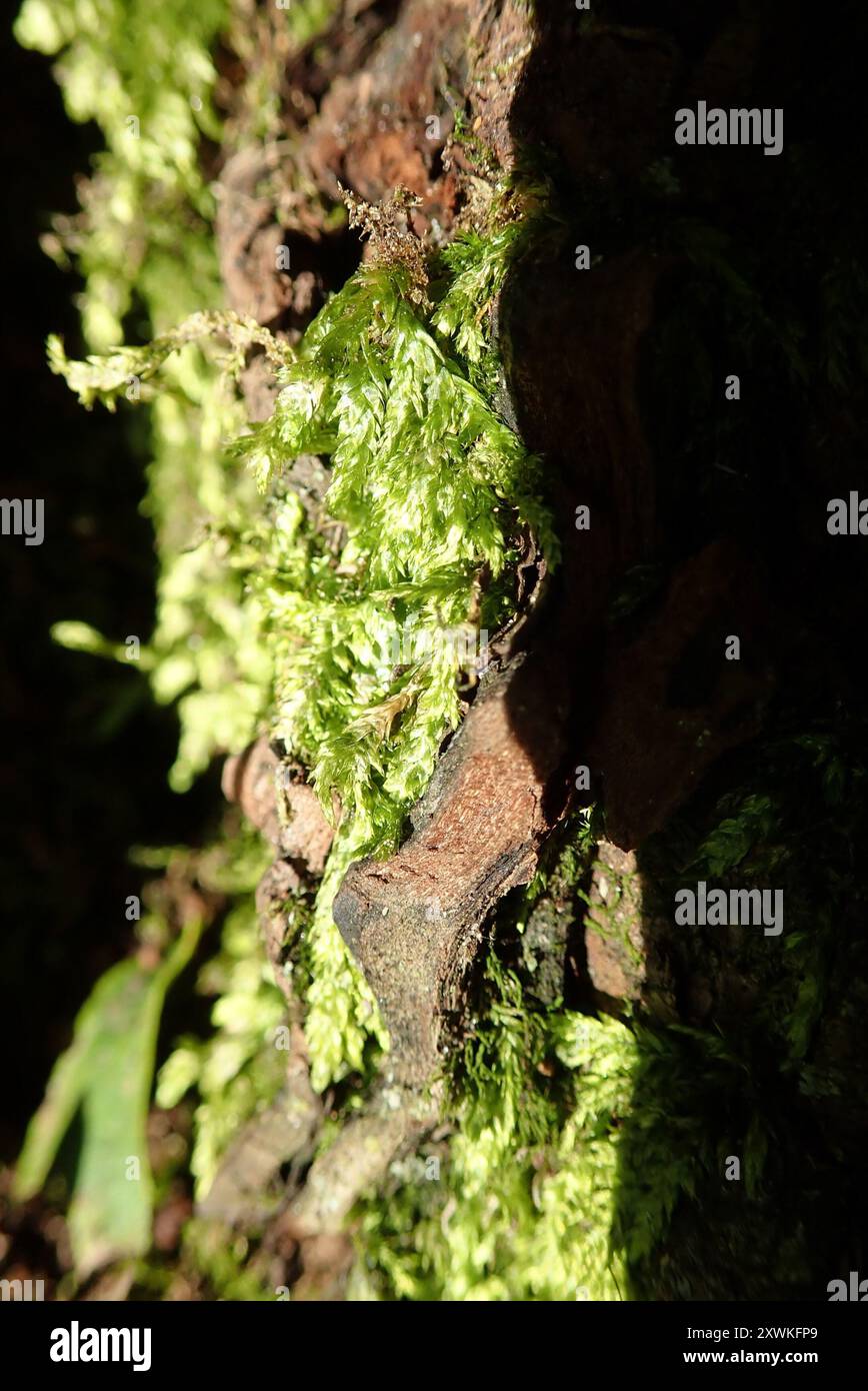 Entodon moss hi-res stock photography and images - Alamy