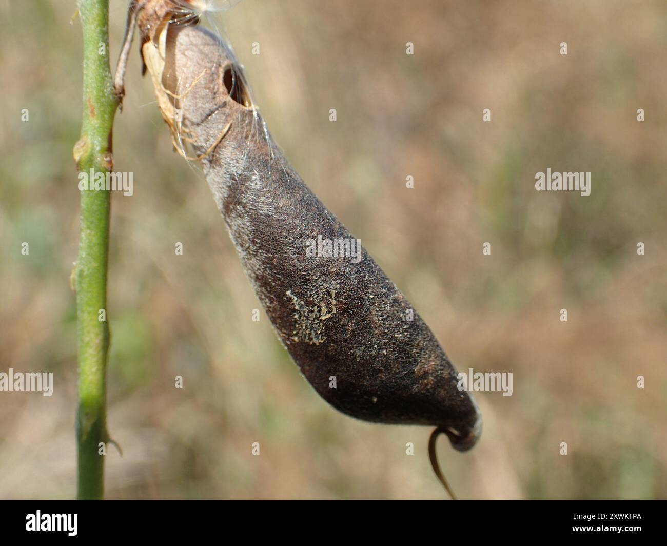 West Indian Rattlebox (Crotalaria trichotoma) Plantae Stock Photo - Alamy