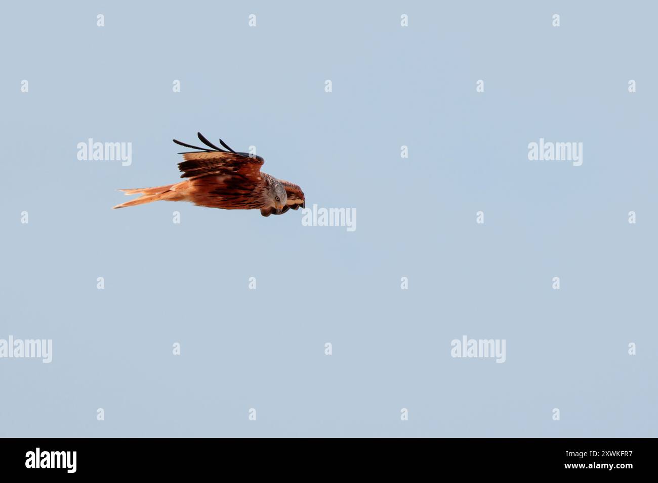 Wings and tail are pale grey brown hi-res stock photography and images ...