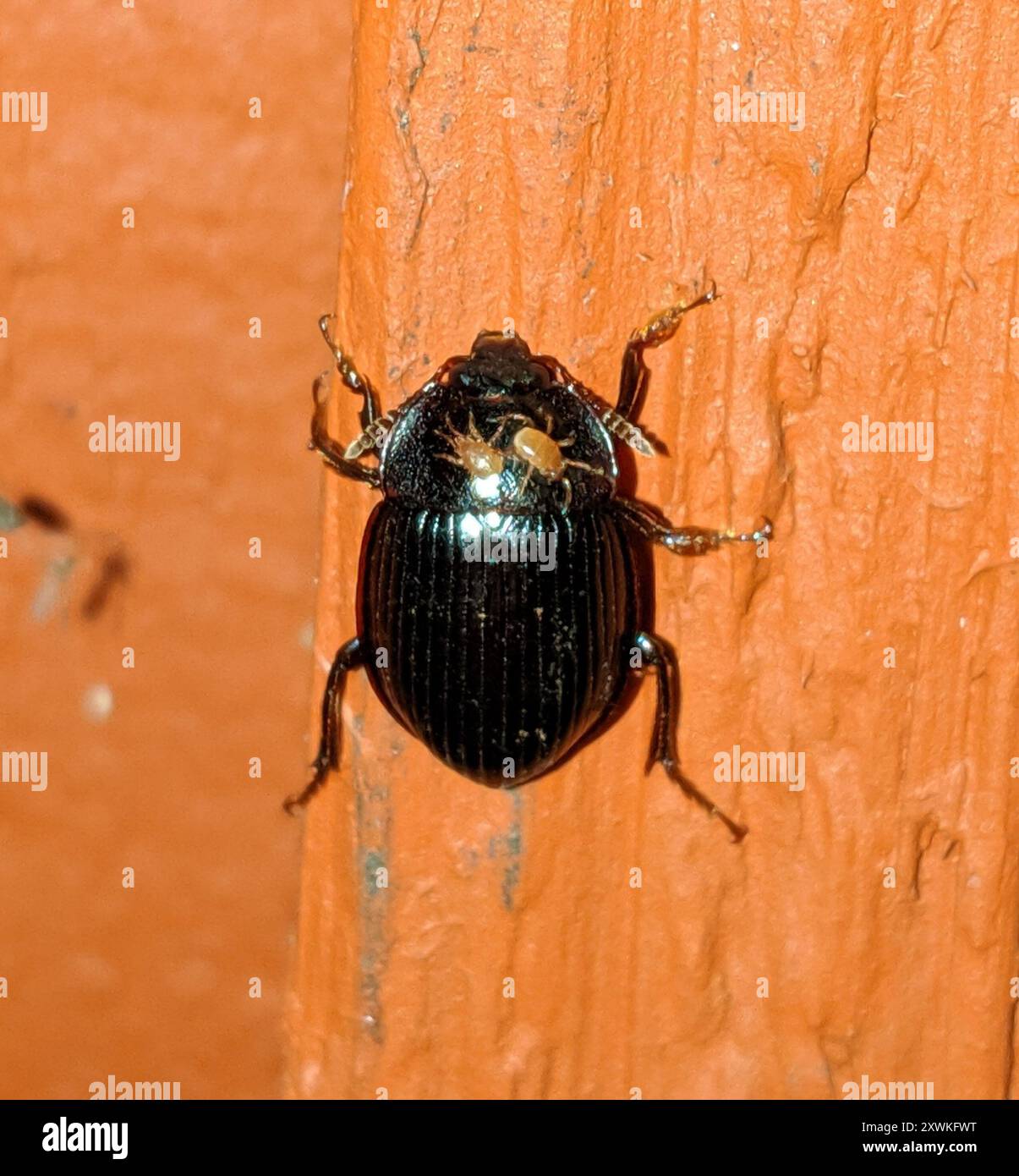 Primitive Carrion Beetles (Agyrtidae) Insecta Stock Photo - Alamy