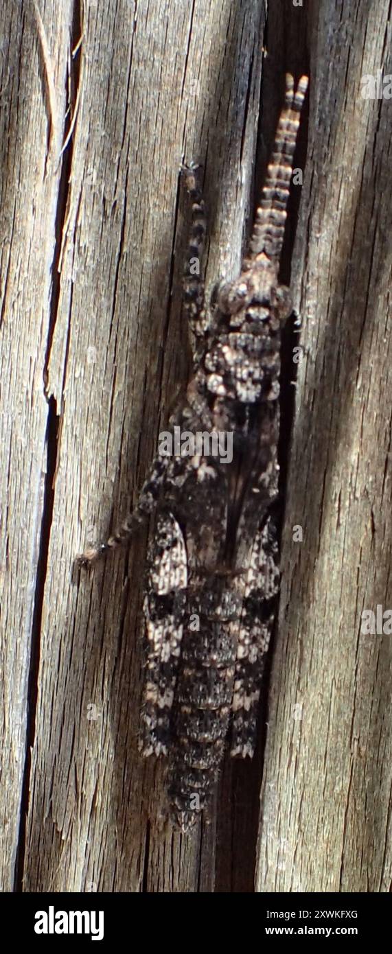 Bark-mimicking Grasshopper (Coryphistes ruricola) Insecta Stock Photo ...