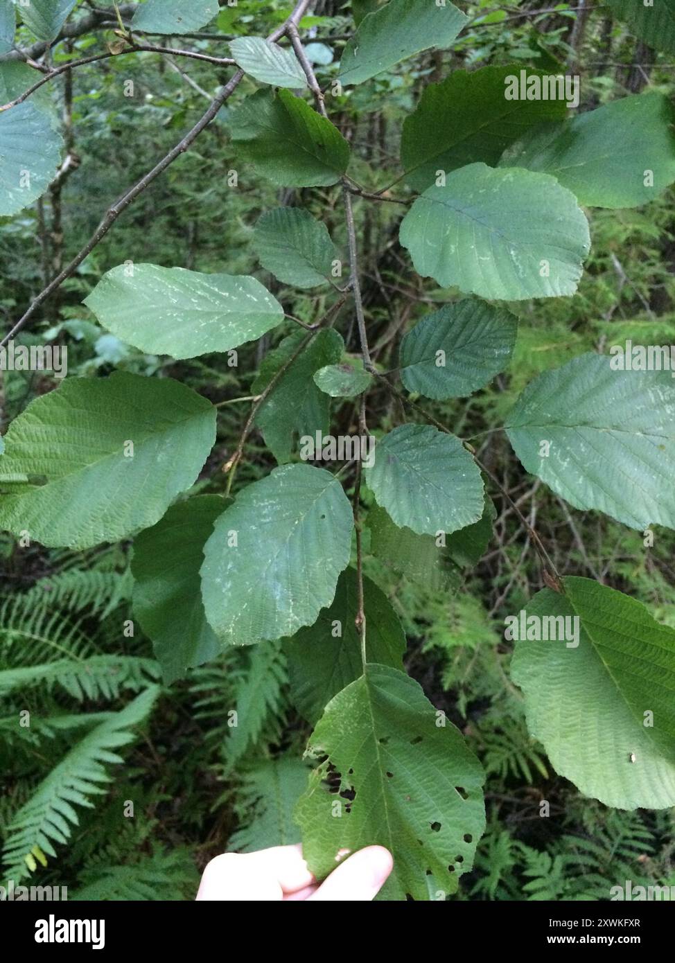 swamp alder (Alnus incana rugosa) Plantae Stock Photo - Alamy