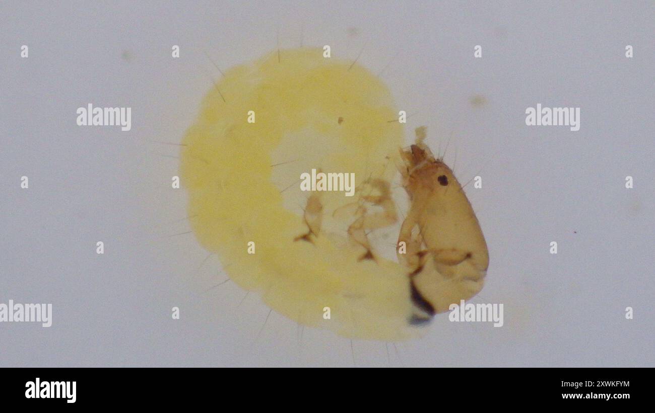 Little Black Caddisflies (Chimarra) Insecta Stock Photo - Alamy