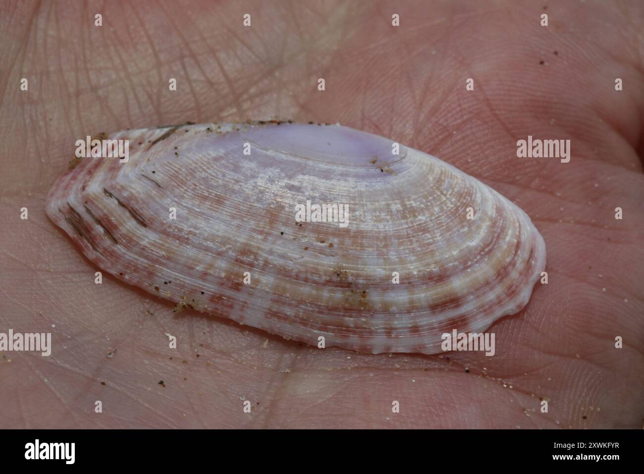 Faroe Sunset Clam (Gari fervensis) Mollusca Stock Photo - Alamy