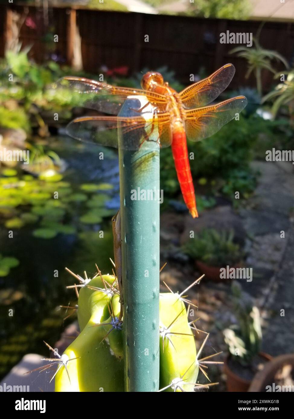 Neon Skimmer (Libellula croceipennis) Insecta Stock Photo - Alamy