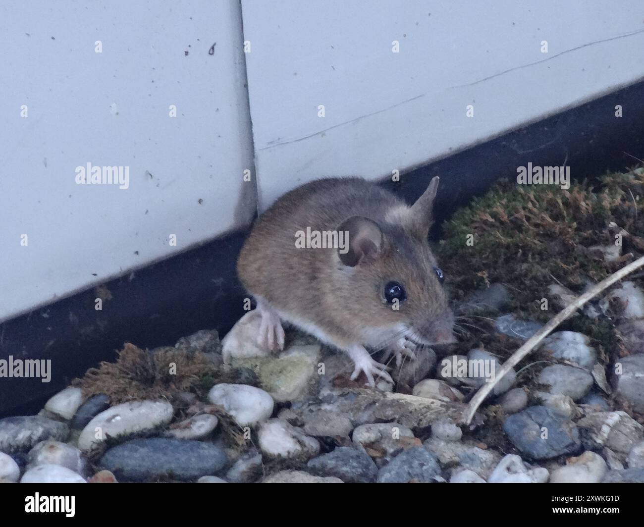 European Wood Mouse (Apodemus sylvaticus) Mammalia Stock Photo - Alamy