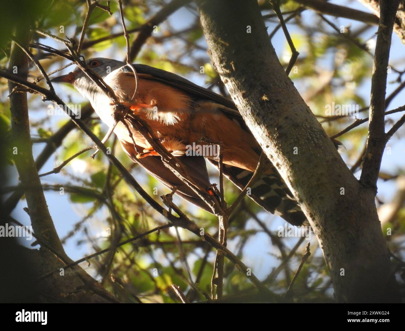 Plaintive Cuckoo (Cacomantis merulinus) Aves Stock Photo - Alamy