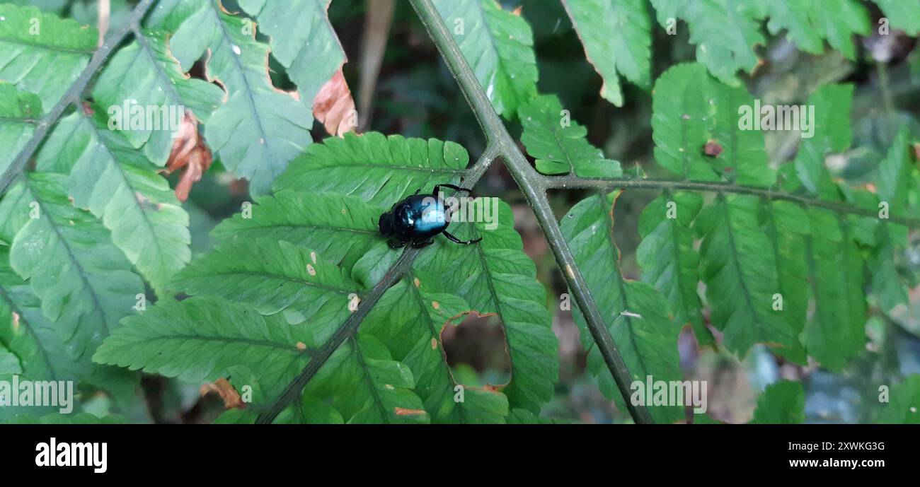 Dung Rollers (Canthon) Insecta Stock Photo - Alamy