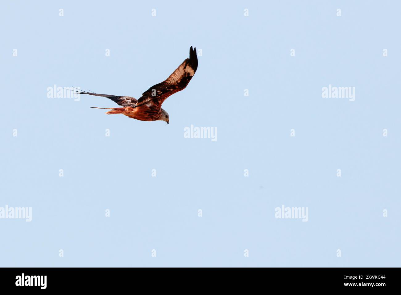 Red kite Milvus x2, in flight clear sky red chest grey wing patches and ...