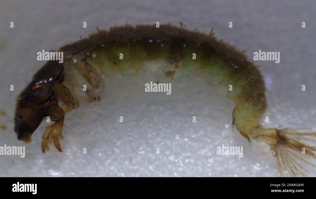 Net-spinning Caddisflies (Hydropsychidae) Insecta Stock Photo - Alamy