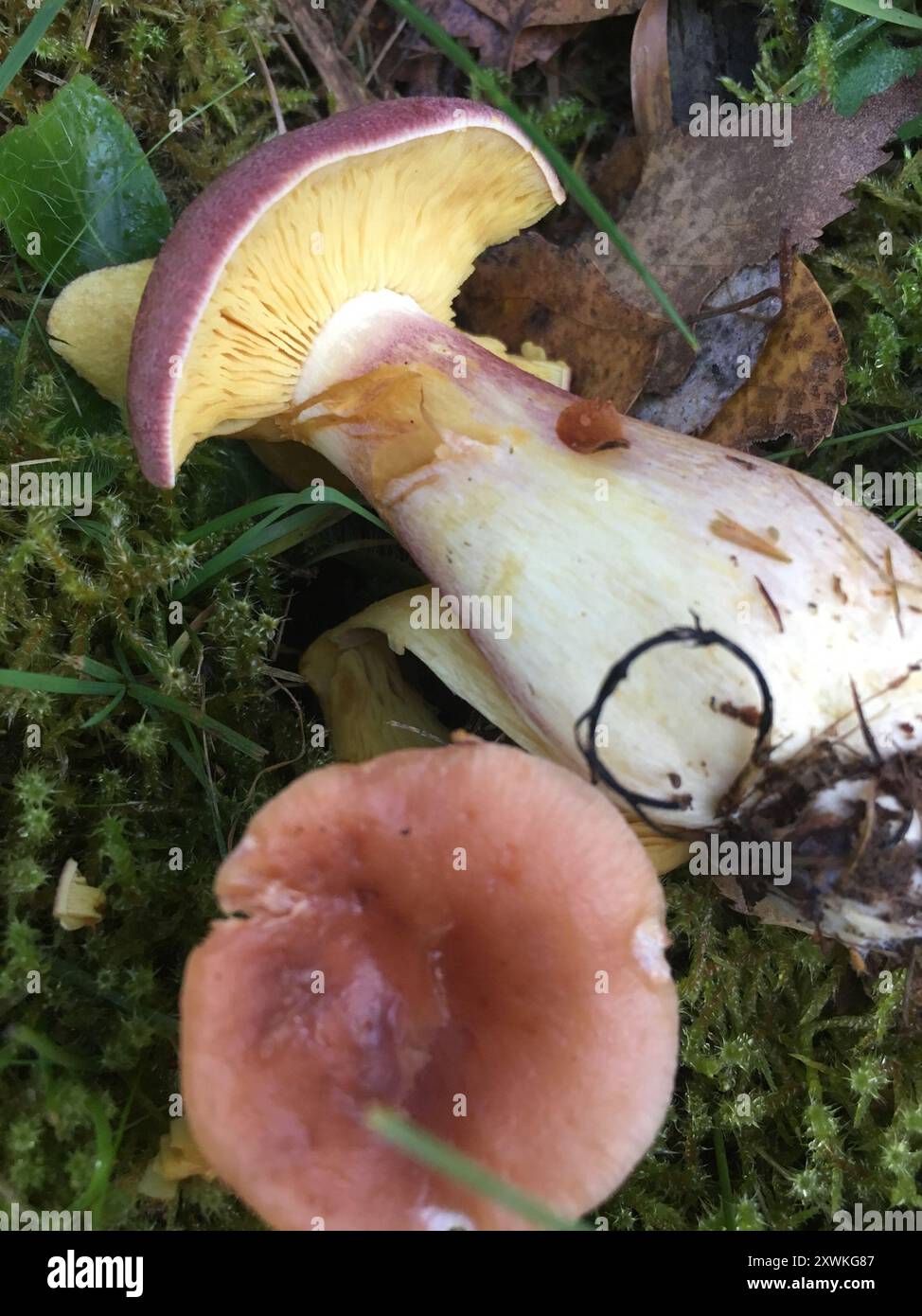 Plums-and-Custard (Tricholomopsis rutilans) Fungi Stock Photo - Alamy