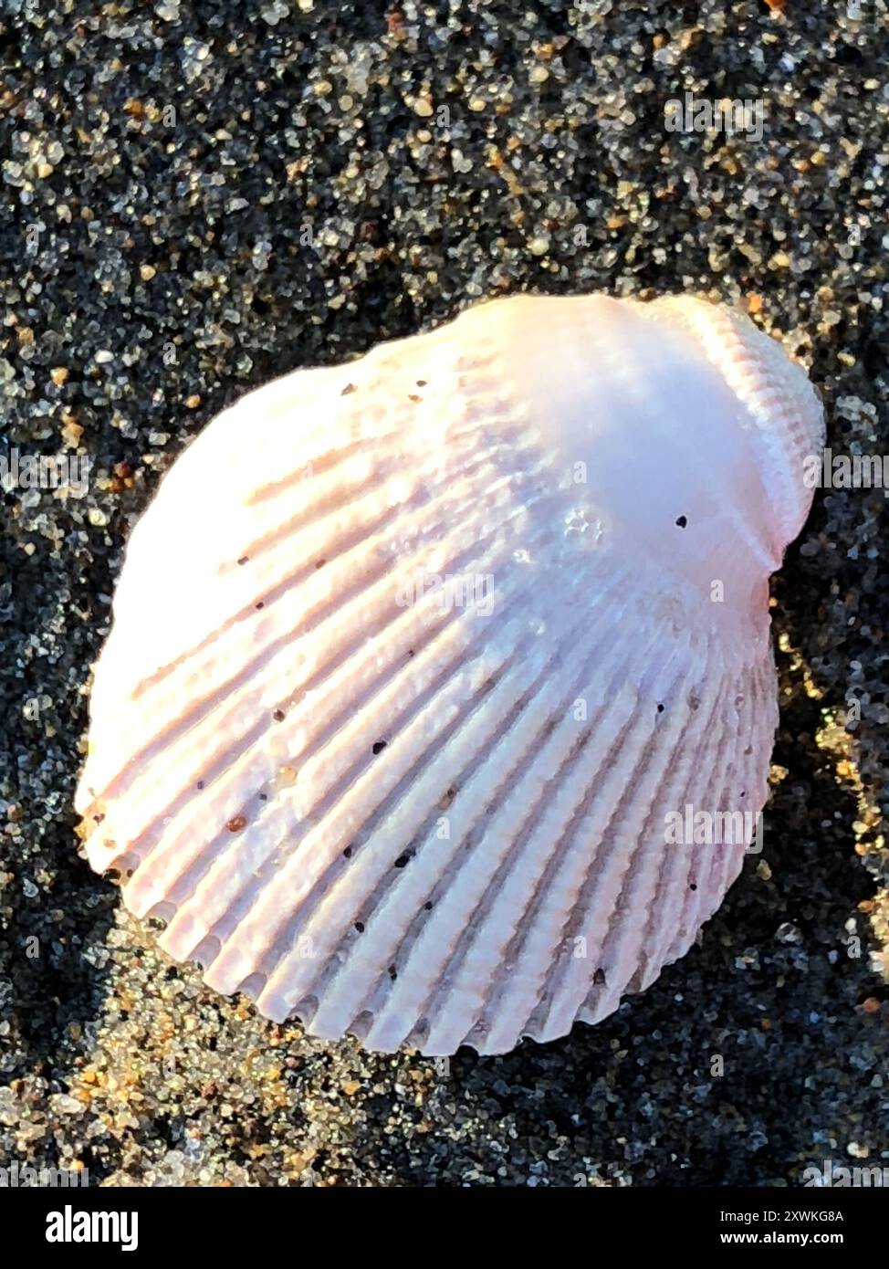 Nuttall's Cockle (Clinocardium nuttallii) Mollusca Stock Photo - Alamy