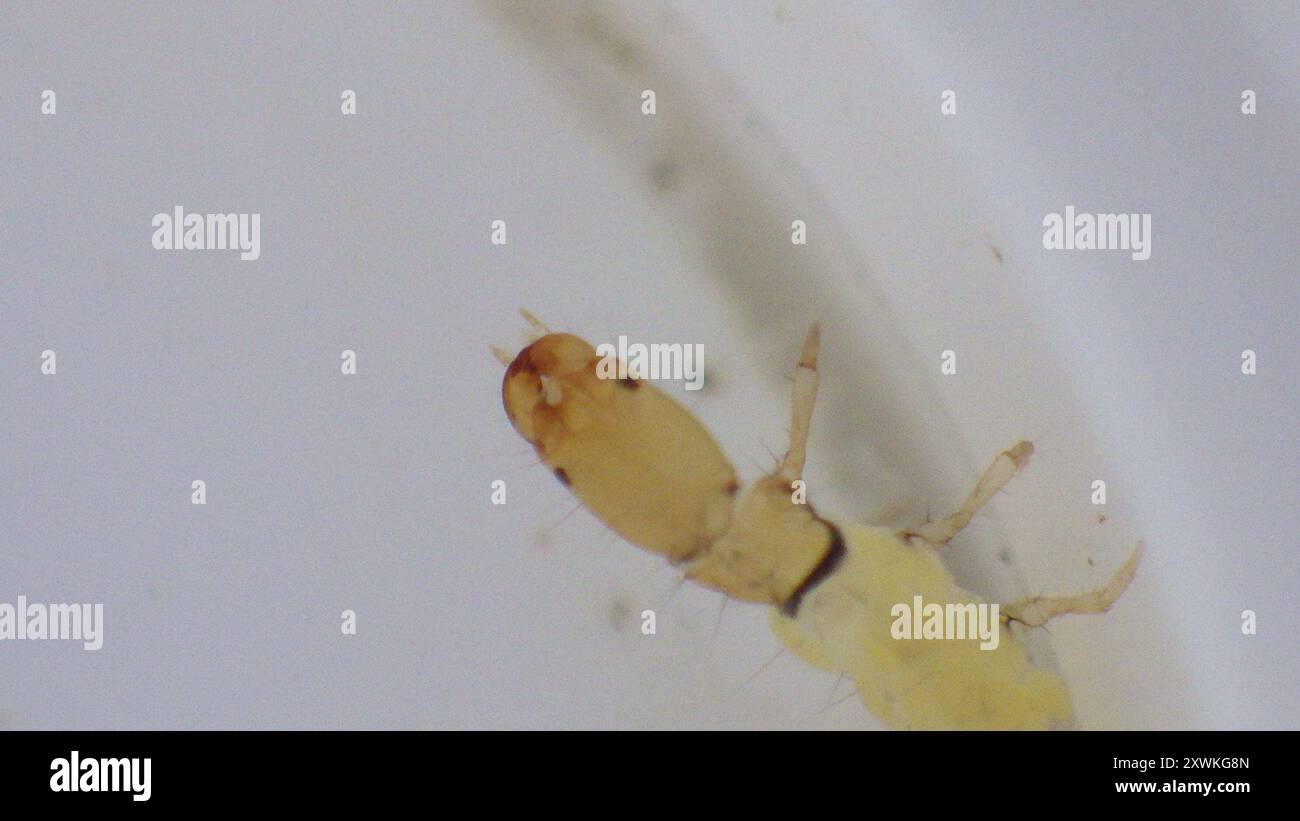 Little Black Caddisflies (Chimarra) Insecta Stock Photo - Alamy