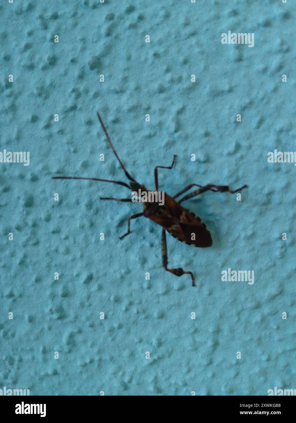 Western Conifer Seed Bug (Leptoglossus occidentalis) Insecta Stock ...