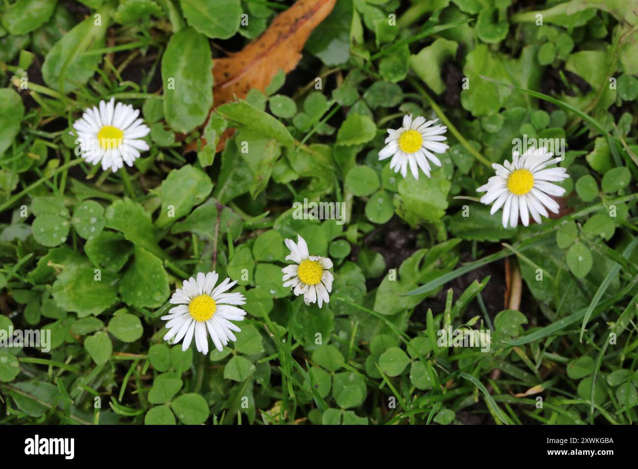 Lawn daisy (Bellis perennis) Plantae Stock Photo - Alamy