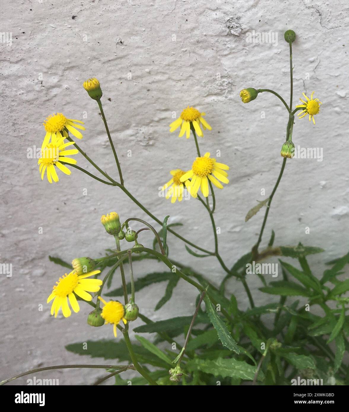 Senecio madagascariensis hi-res stock photography and images - Alamy