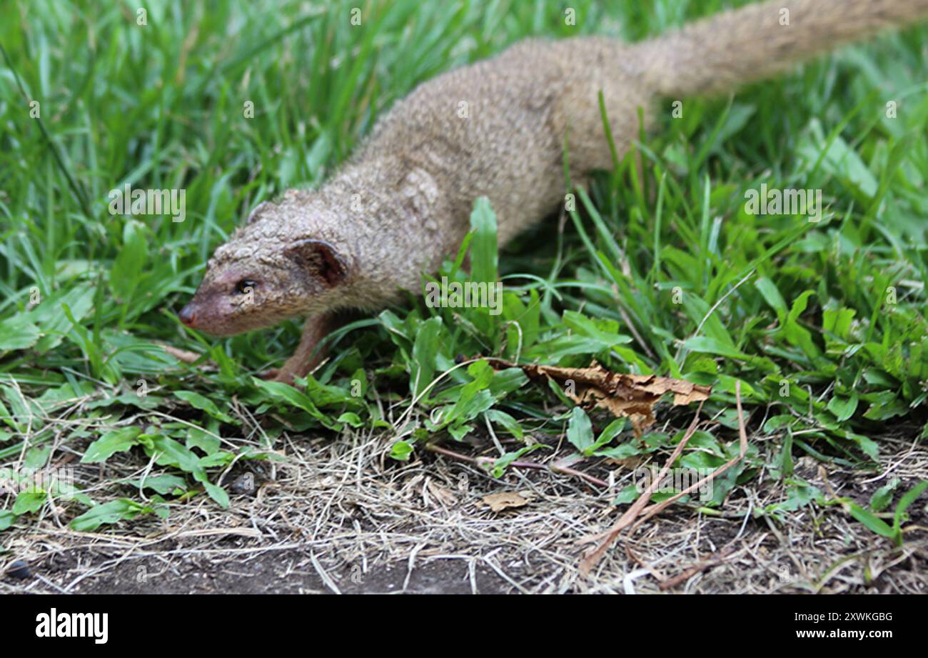 Small Indian Mongoose (Urva auropunctata) Mammalia Stock Photo - Alamy
