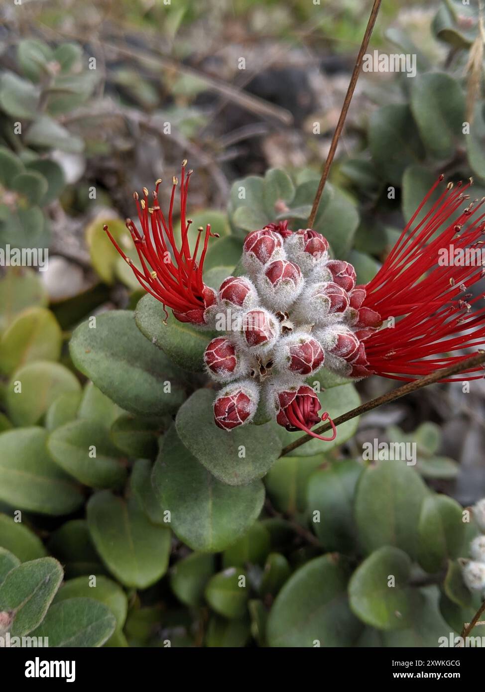 ʻŌhiʻa Lehua (Metrosideros polymorpha) Plantae Stock Photo - Alamy