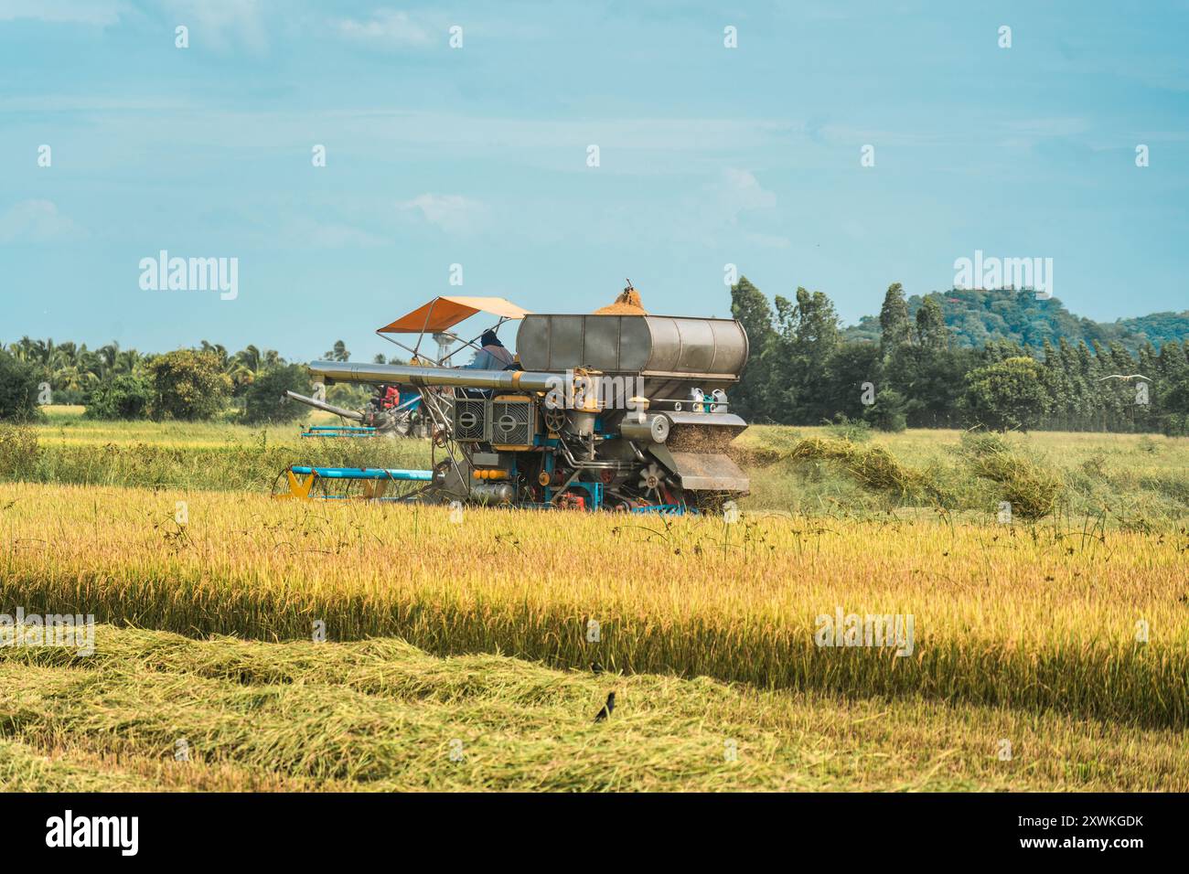 Farmer using combine harvester harvesting the paddy rice in farmland at countryside Stock Photo ...