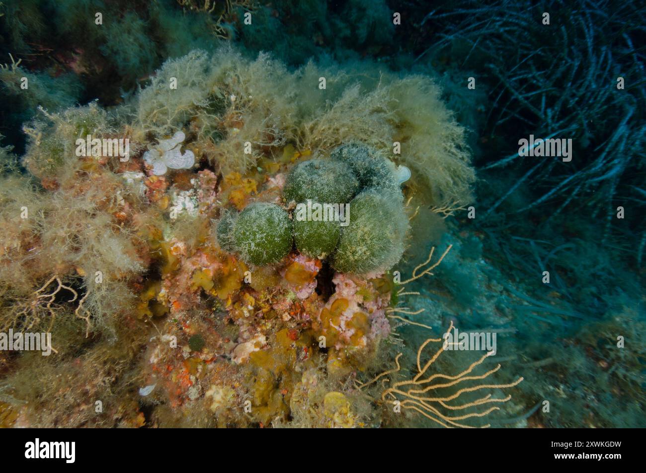 Algas codium hi-res stock photography and images - Alamy