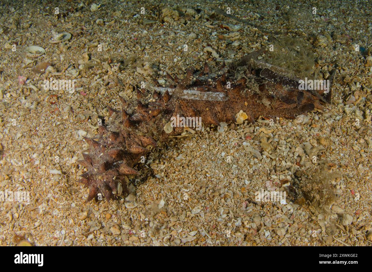 Sea cocumber, Holothuria tubulosa, Holothuriidae, Tor Paterno Marine ...