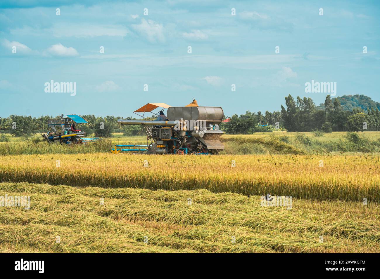 Farmer using combine harvester harvesting the paddy rice in farmland at countryside Stock Photo ...