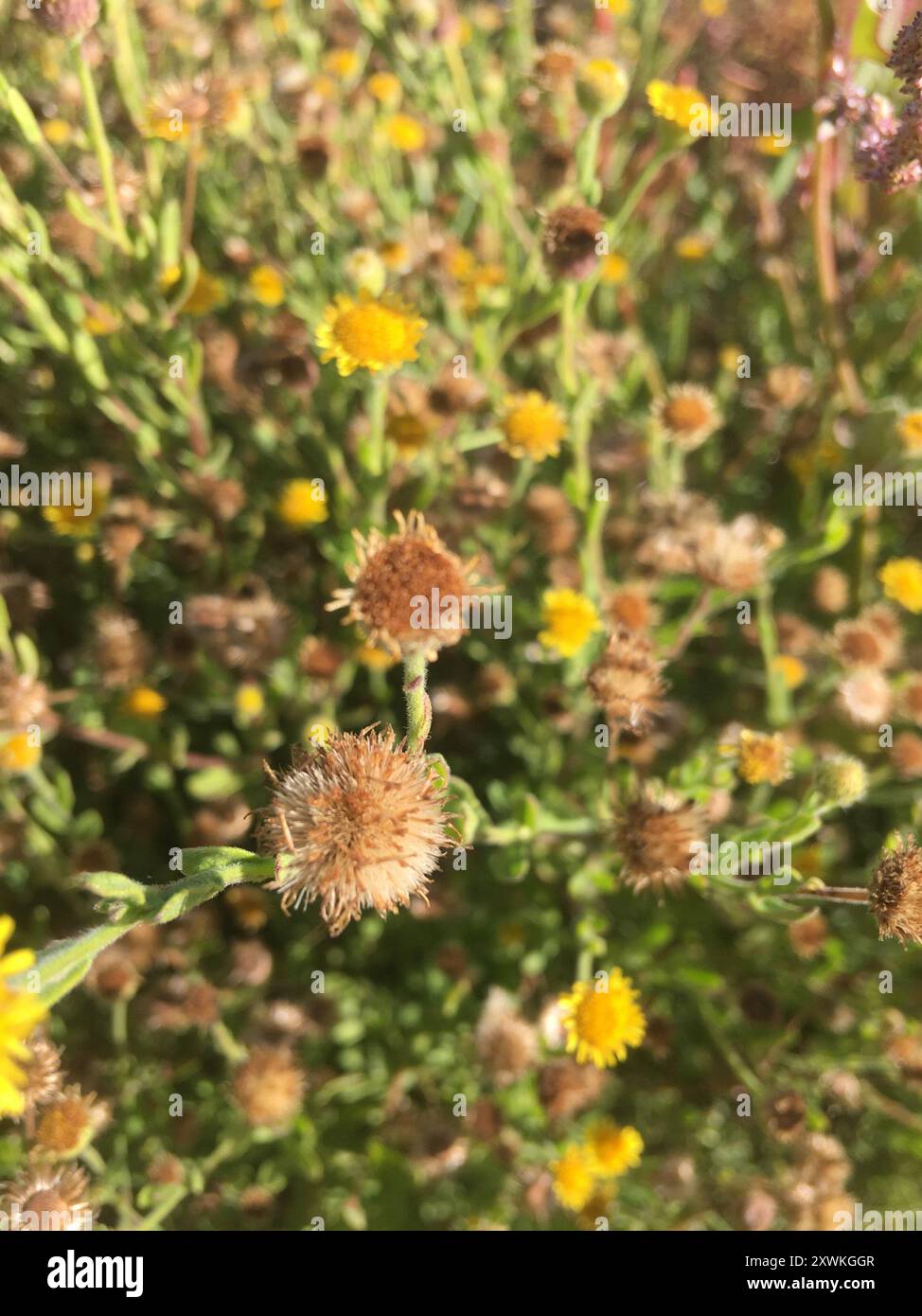 Spanish False Fleabane (Pulicaria paludosa) Plantae Stock Photo - Alamy