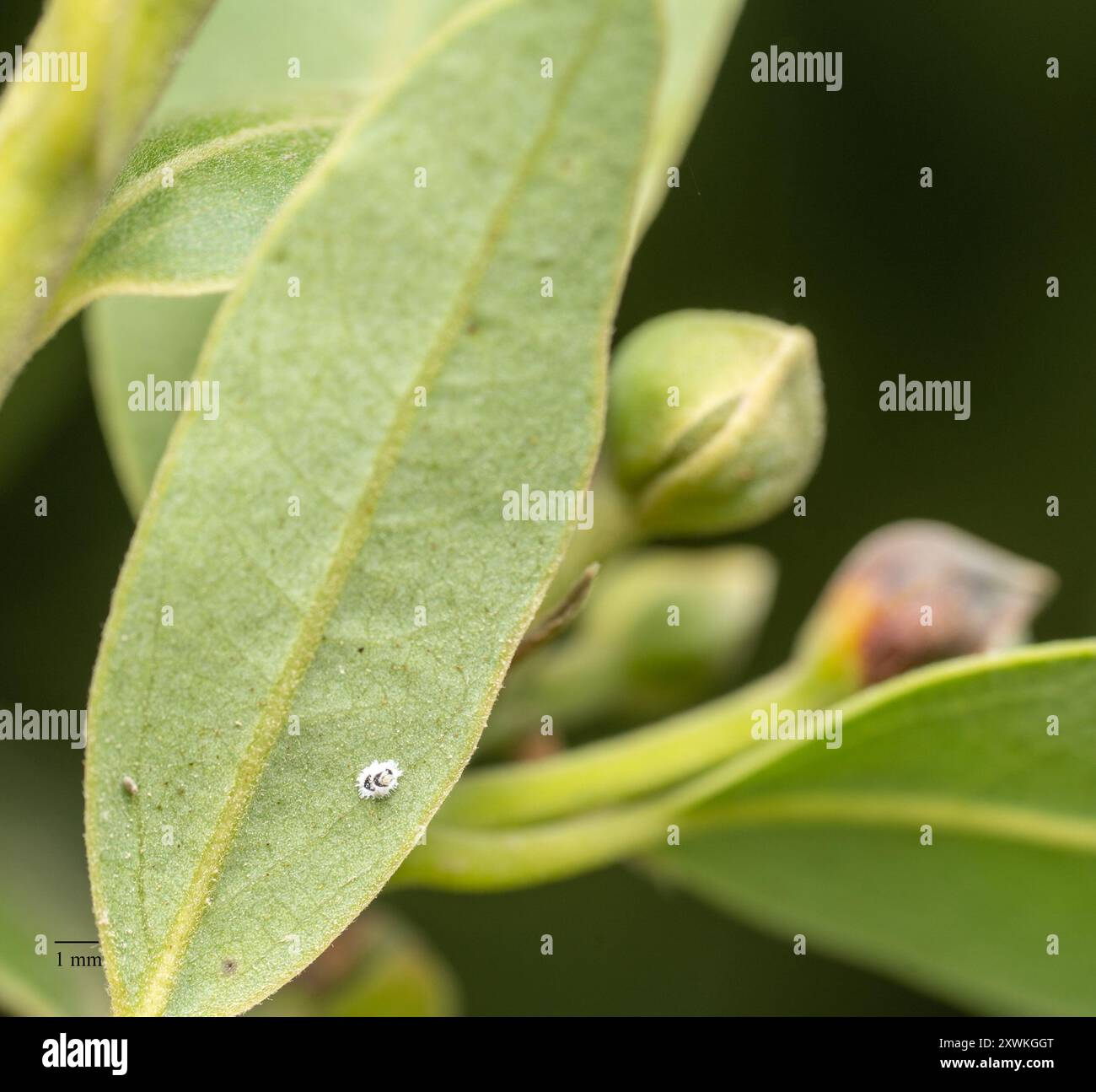 Whiteflies (Aleyrodidae) Insecta Stock Photo - Alamy